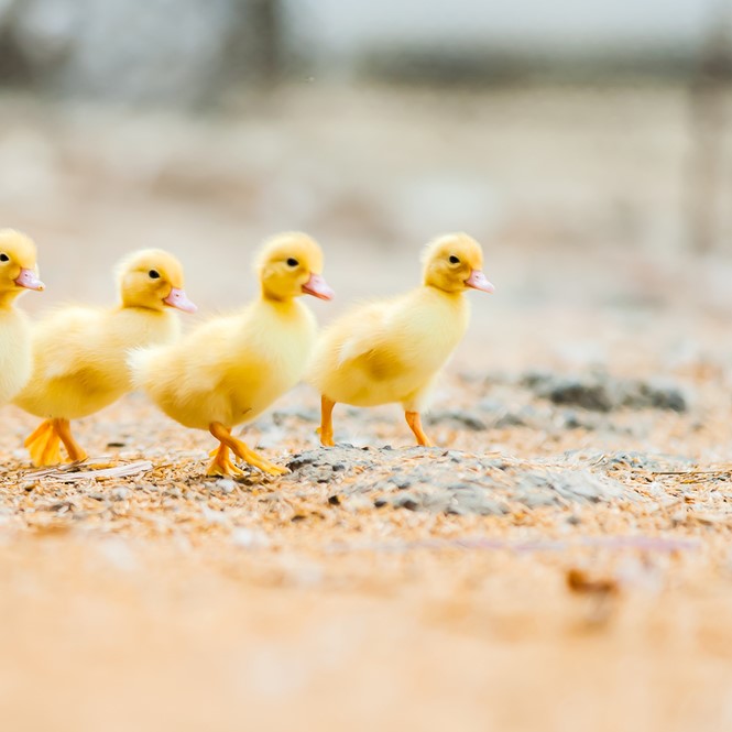 Heering 25 (patitos) - Heering | ES