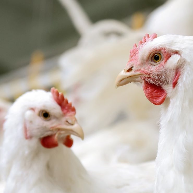 Heering 90 (aves vivas) - Heering | ES