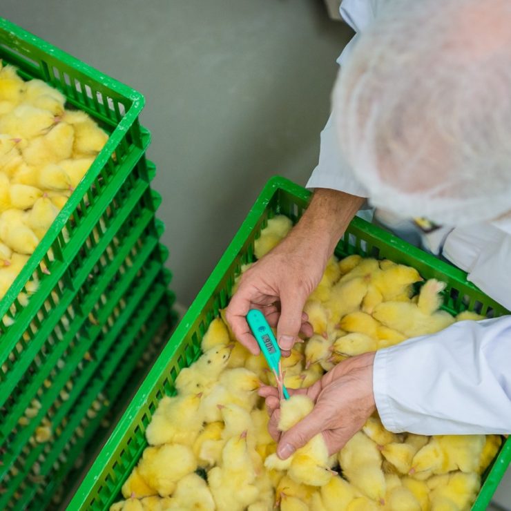 Camiones y Trailers Especializados para Transporte de Pollitos - HEERING