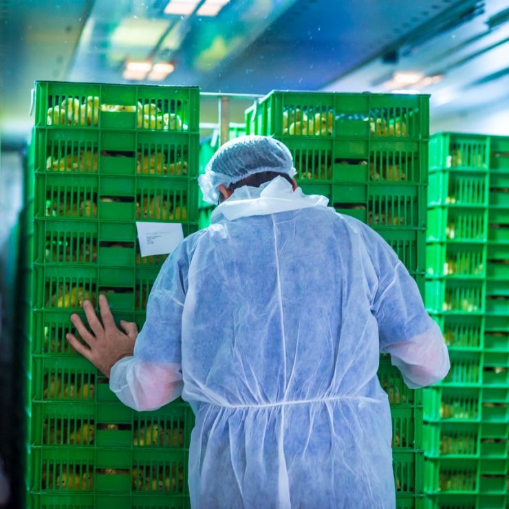 Specialized Chick Trucks and Trailers for Chick Transport - HEERING