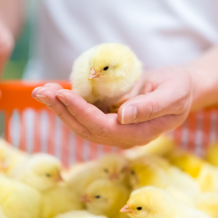 Chick storage room (stationary) - Heering | For the Best Quality of ...